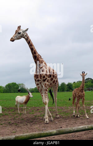 Fota Island Zoo Cork Stock Photo - Alamy