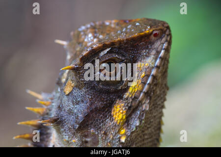 Masked spiny lizard (Acanthosaura crucigera) closeup in tropical fprest ...