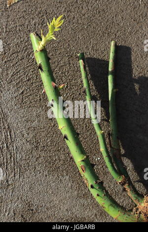 Growing Roses From Cuttings Stock Photo - Alamy