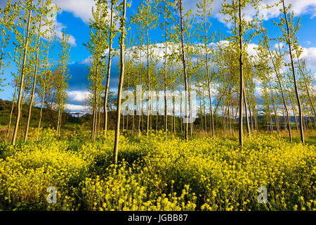 Rapeseed crop (Brassica napus) and poplar (Populus sp.) grove Stock ...