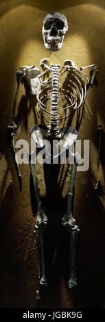 Turkana Boy. Homo erectus. Fossil KNM-WT 15000. Complete skeleton ...