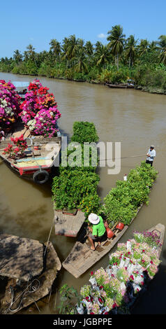 Ben Tre, Vietnam - Jan 31, 2016. Flower field at spring time in Ben Tre ...