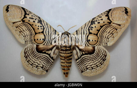 Russia as a butterfly Stock Photo - Alamy