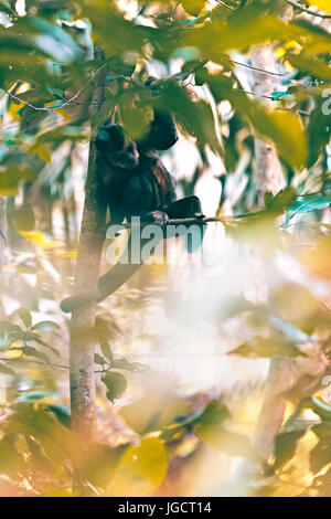 animal, monkey, wildlife, brazil, rio, rio de janeiro, sugar loaf ...