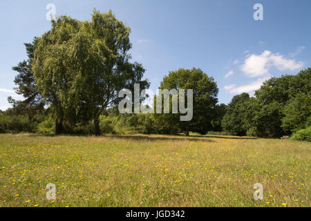 Yateley Common Country Park, Hampshire, England UK Stock Photo - Alamy