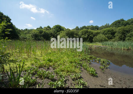 Yateley Common Country Park, Hampshire, England UK Stock Photo - Alamy