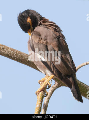 The myna bird perched on a tree branch Stock Photo - Alamy