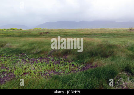 Cromane Beach, Ireland Stock Photo - Alamy