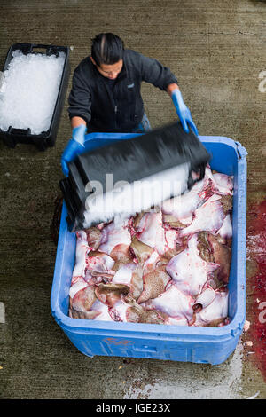 Commercial skate fishing haul, Chatham Cape Cod, Massachusetts, USA ...