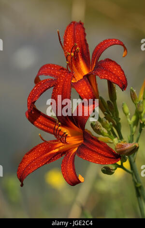 Fire lily, Feuerlilie Stock Photo - Alamy