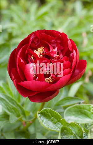 Paeonia Buckeye Belle. Red peony flower. Paeonia lactiflora (Chinese ...