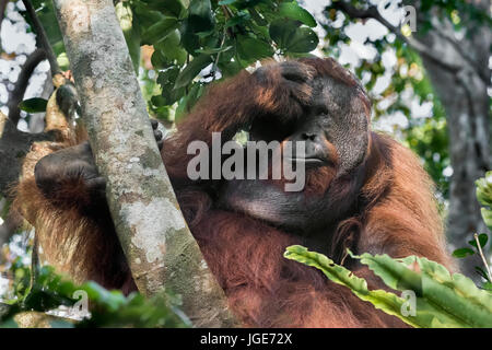 Neck pouch and cheek flaps on a mature male Bornean orangutan, Tanjung ...