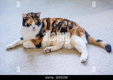 Angry calico cat lying on edge of bed hissing with mouth open Stock ...