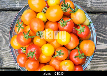 Picked multicolored homegrown tomatoes, red yellow green orange colors ...