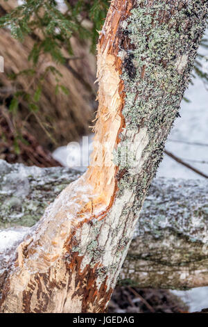 Beavers often leave very visible marks Stock Photo - Alamy
