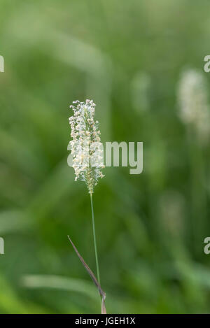 Smaller Cat's tail (Phleum nodosum) in flower - shallow depth of field ...