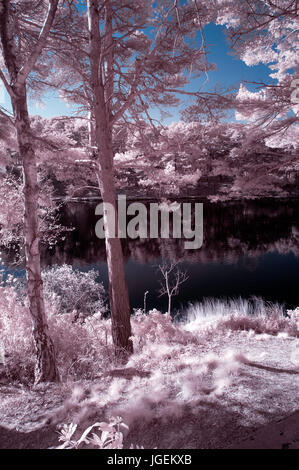 Beautiful unusual false color lake landscape Stock Photo - Alamy