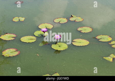Water lilies in a pond in Lodi Gardens, New Delhi, India Stock Photo ...