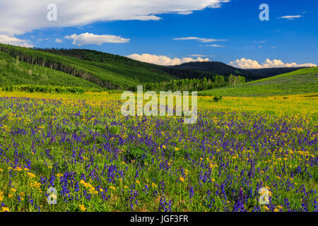A wildflower meadow in the Soapstone Basin area of northern Utah, USA ...