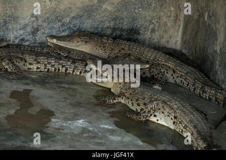 Crocodile breeding centre in the Sunderbans. It was established in ...