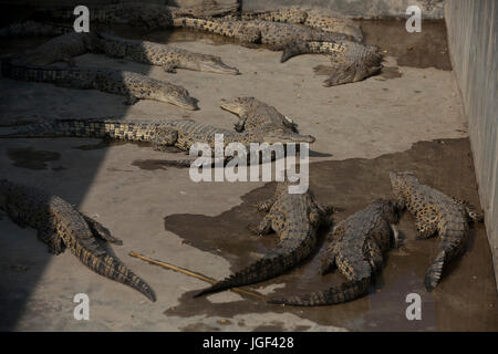 Crocodile breeding centre in the Sunderbans. It was established in ...