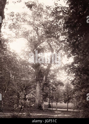 The King Gustav Vasa oak at Rydboholm Castle park in Sweden is a historic tree believed to be ...