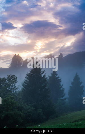 the sun is breaking through dense fog in the autumnal forest near ...