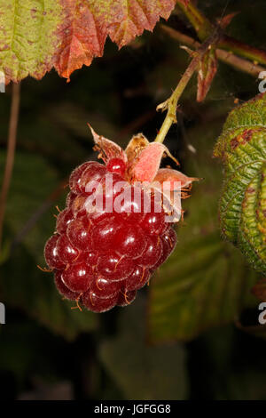 Rubus variety called Tummelberry. Hybrid soft fruit fruiting on last ...