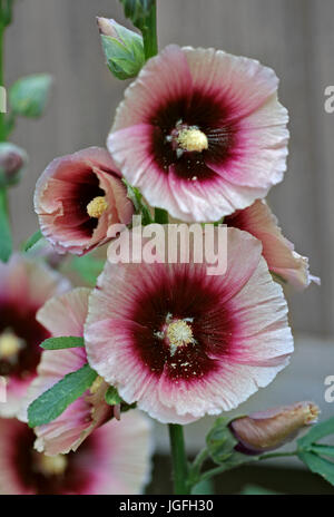 Alcea ‘Halo Blush’ hollyhock Halo Blush – single funnel-shaped white ...
