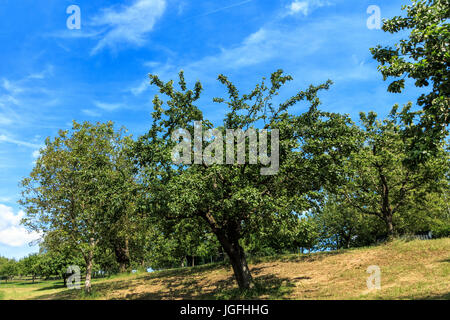 hessian summer landscape with apple trees Stock Photo - Alamy