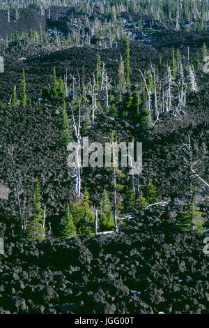 Mountain Hemlocks, Tsuga mertensiana, in low clouds viewed from ...