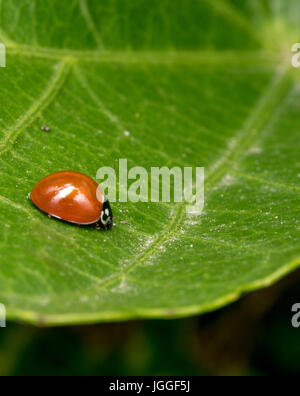 A lonely brown ladybug walking on a plant branch Stock Photo - Alamy