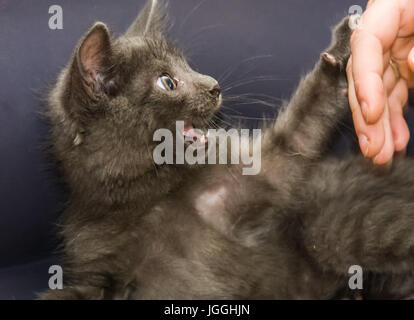 A beautiful Russian blue kitten meowing Stock Photo - Alamy