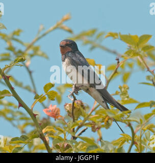 Swallow, Hirundo rustica, fly, water, side view Stock Photo - Alamy