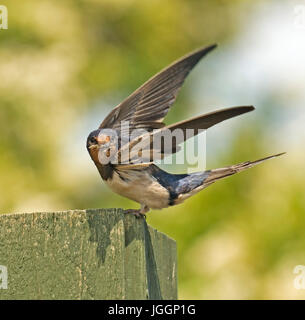 Swallow, Hirundo rustica, fly, water, side view Stock Photo - Alamy