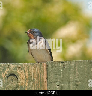 Swallow, Hirundo rustica, fly, water, side view Stock Photo - Alamy