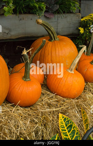 Cluster of fall pumpkins, squash and gourds on clean neutral background ...