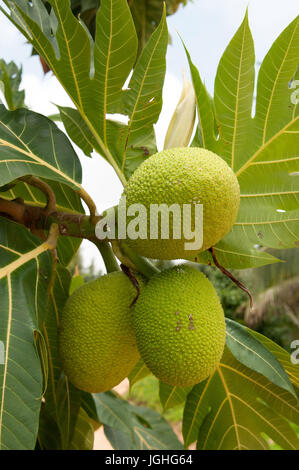 Breadfruit tree (Artocarpus altilis) (Artocarpus communis) Mahe Island ...