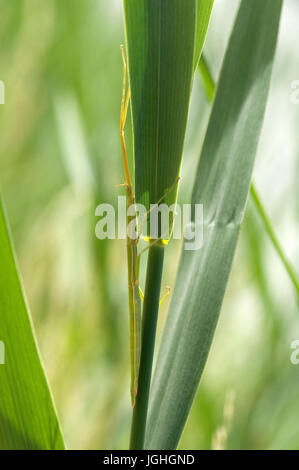 French stick Insect (Clonopsis gallica) Camargue - France Phasme ...