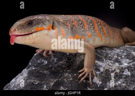 Algerian Skink (Eumeces algeriensis Stock Photo - Alamy