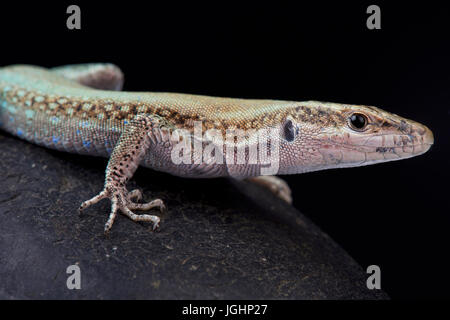 Pelasgian Rock Lizard (Anatololacerta pelasgiana) Reptilia Stock Photo ...
