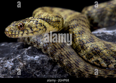 Dice snake (Natrix tessellata) semi-aquatic snake in the family ...