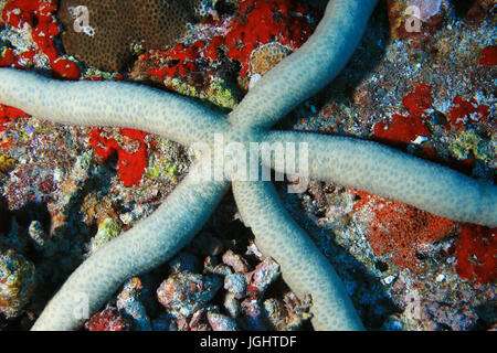 Comet starfish (Linckia guildingi) underwater in the tropical coral ...