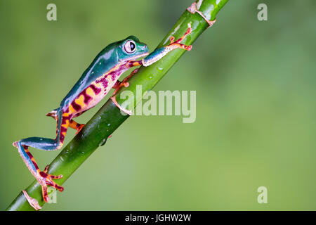 Tiger Leg Monkey Frog, Phyllomedusa hypochondrialis azurea, South ...