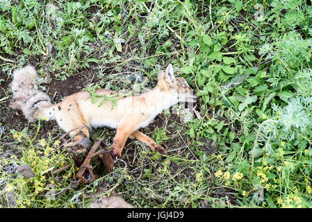 Hunted and dead red fox (vulpes vulpes), Baerenthal, Parc naturel des ...