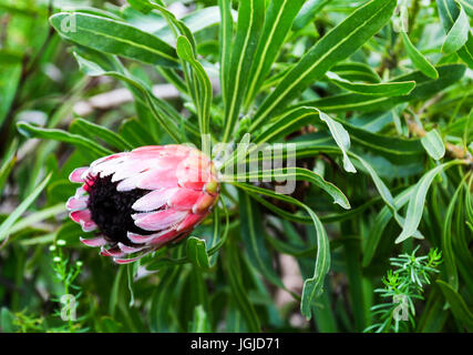 Protea pudens x longifolia 'Pixie' Tresco Abbey Gardens, Tresco Island ...
