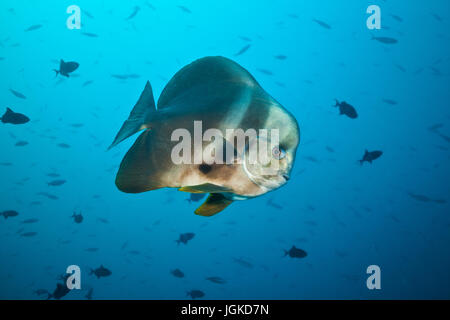 Big flat fish floating in deep blue ocean, silhouettes of small fish on ...