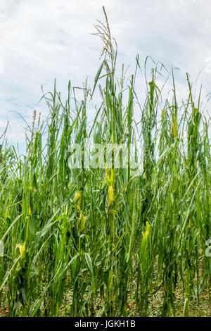 Corn field severly damaged in heavy storm with hail, crops ruined, corn ...