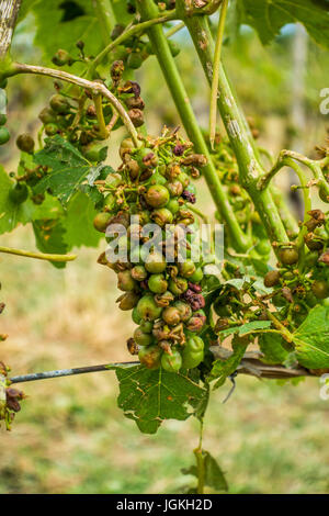 Vineyard and grapes damaged after severe storm with hail destroying the ...