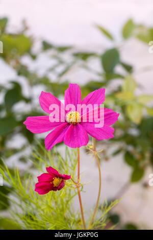 Yellow cosmos flowers in the morning, vintage image Stock Photo - Alamy